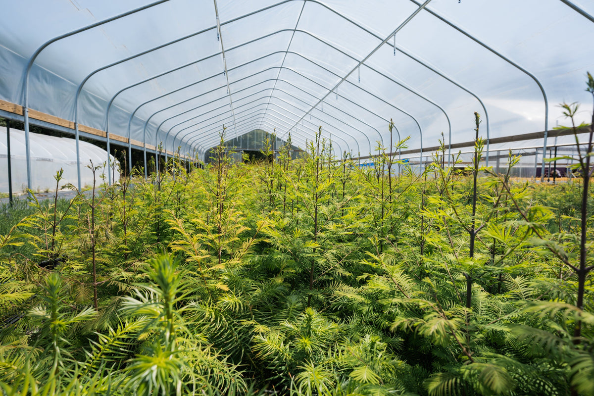 XL Trees – The Jonsteen Company