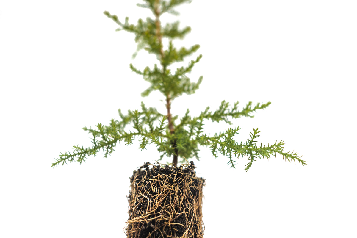 Fast Growing – The Jonsteen Company