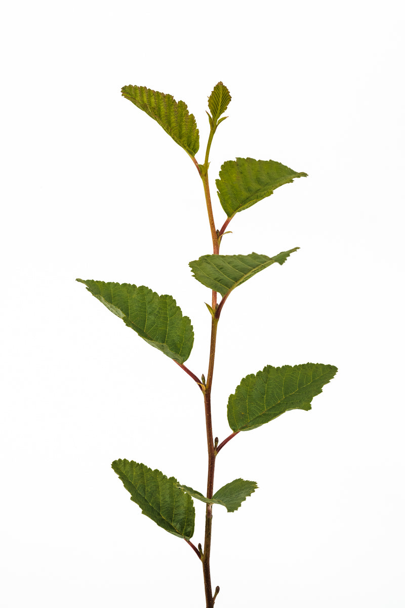 Red Alder | Medium Tree Seedling – The Jonsteen Company