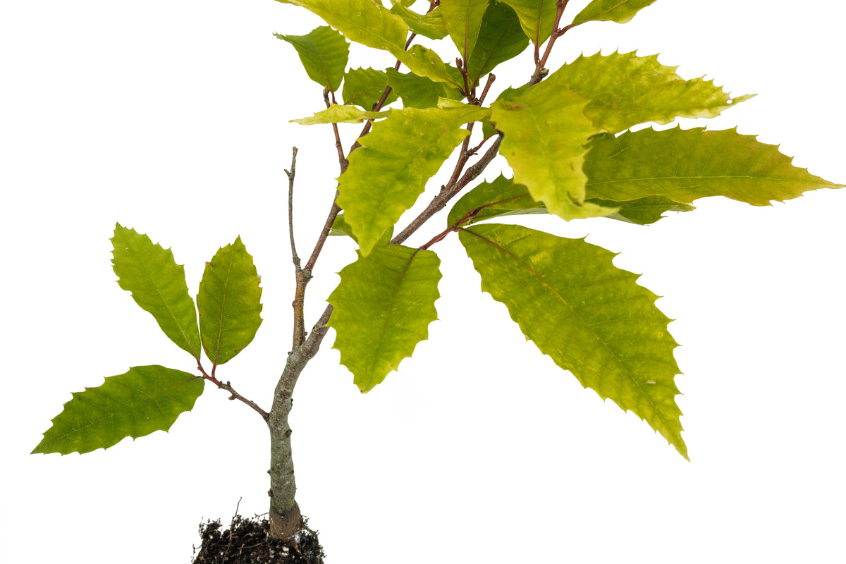American Chestnut | Medium Tree Seedling – The Jonsteen Company