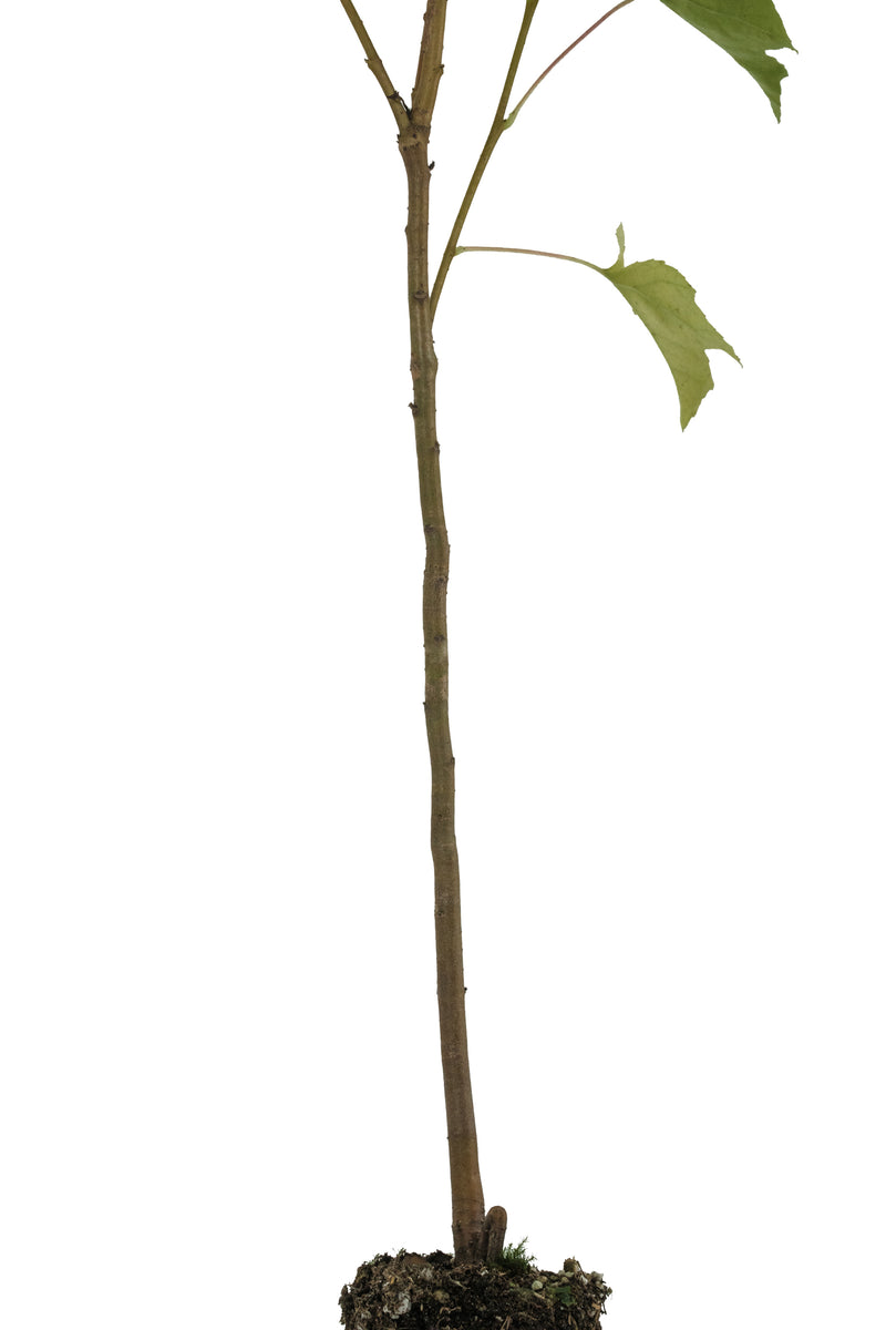 American Sweetgum | Medium Tree Seedling – The Jonsteen Company