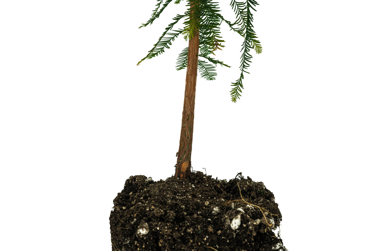 Baldcypress | XL Tree Seedling – The Jonsteen Company