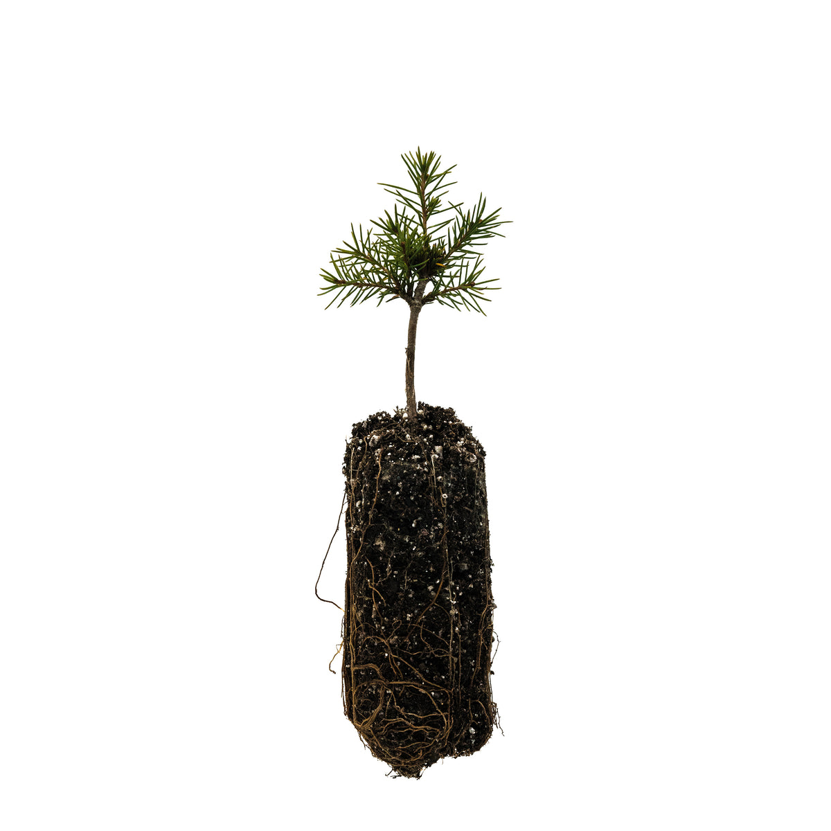 Brewer Spruce | Medium Tree Seedling – The Jonsteen Company