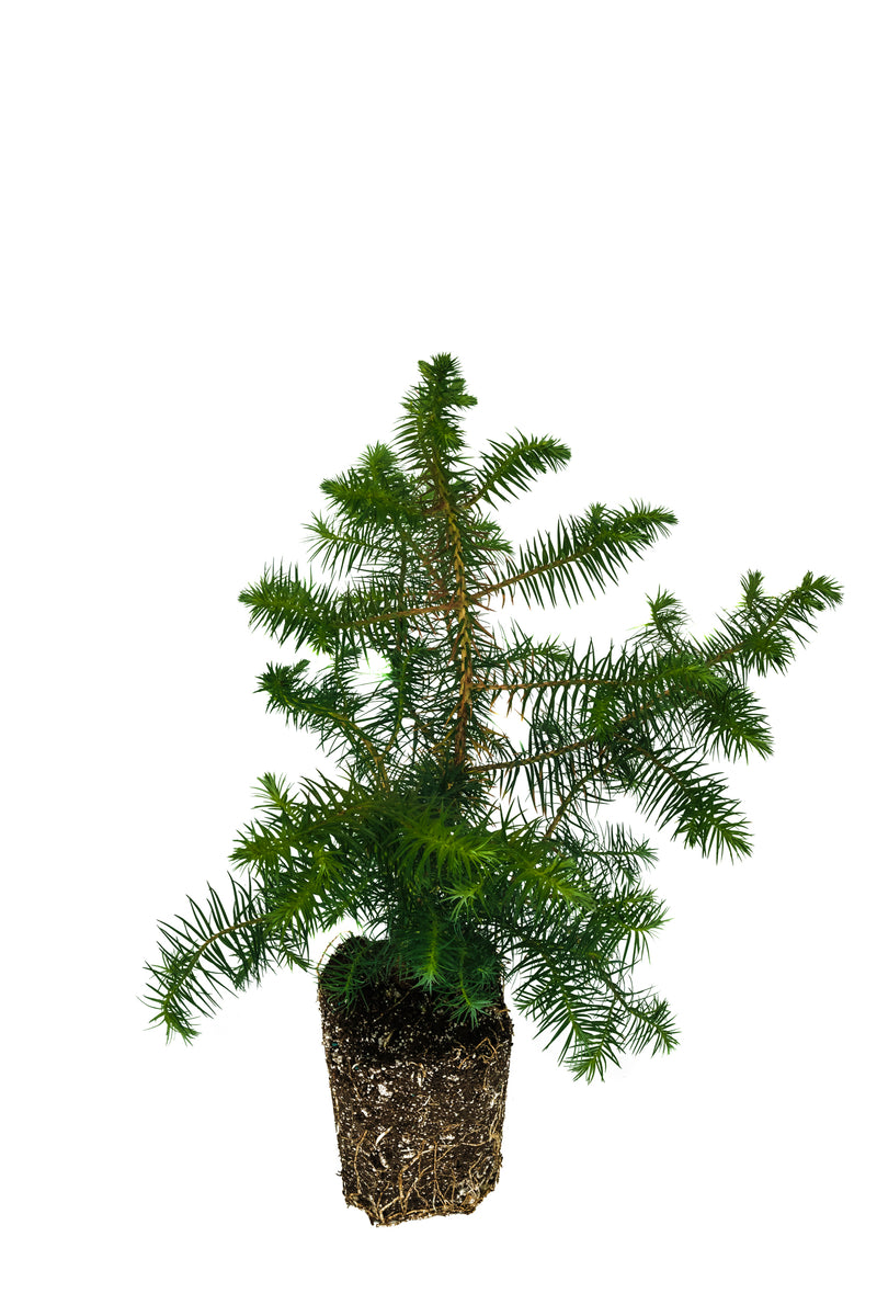 China Fir | XL Tree Seedling – The Jonsteen Company