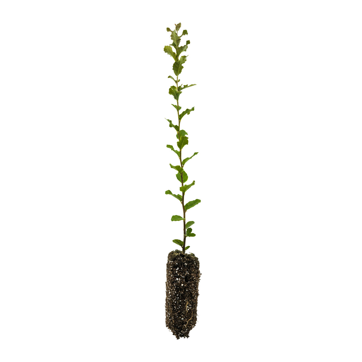 Cork Oak | Medium Tree Seedling – The Jonsteen Company