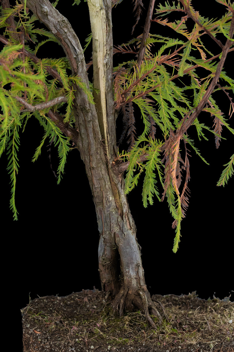 Bonsai Special | Montezuma Cypress (D2) – The Jonsteen Company