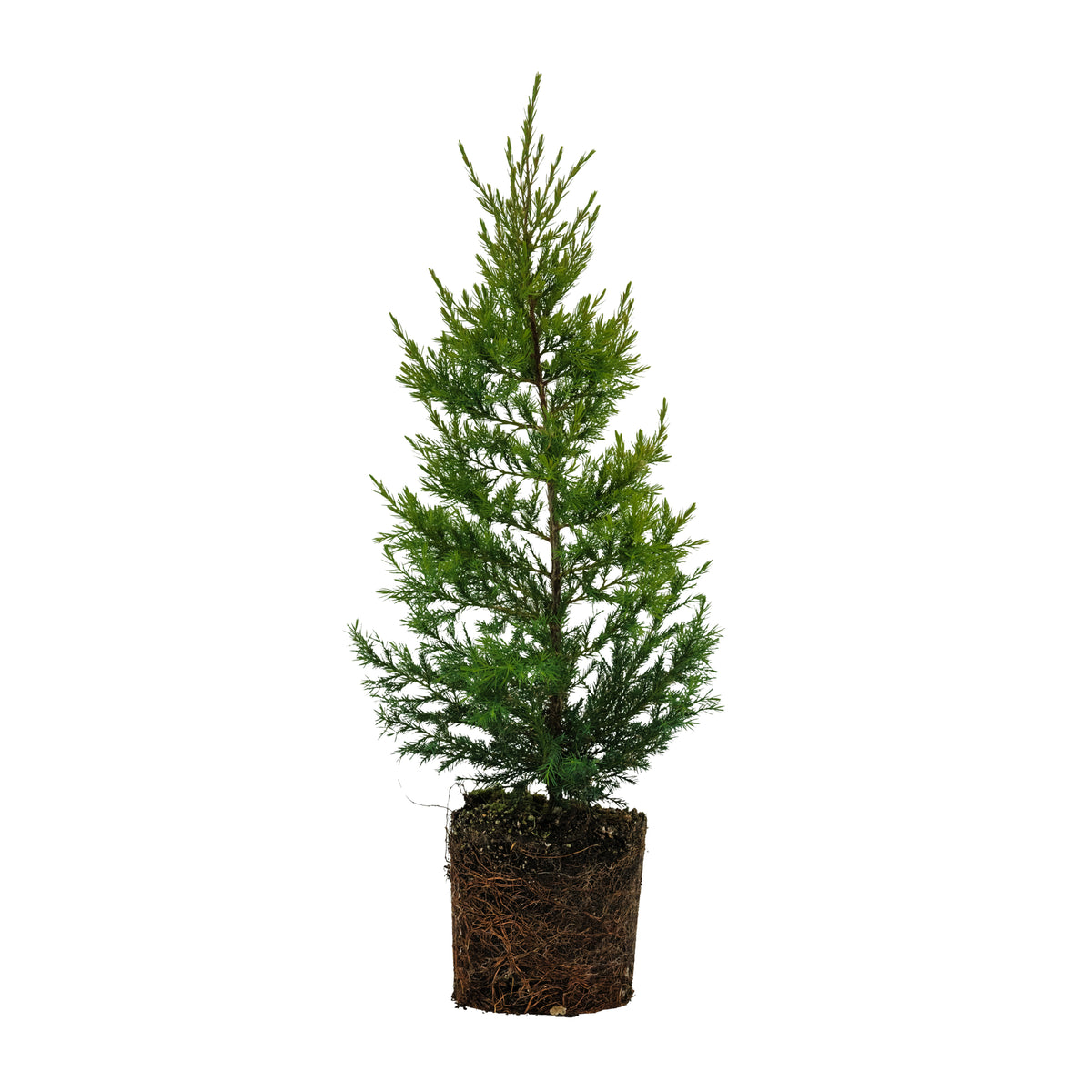 Eastern Redcedar | Large Tree Seedling – The Jonsteen Company