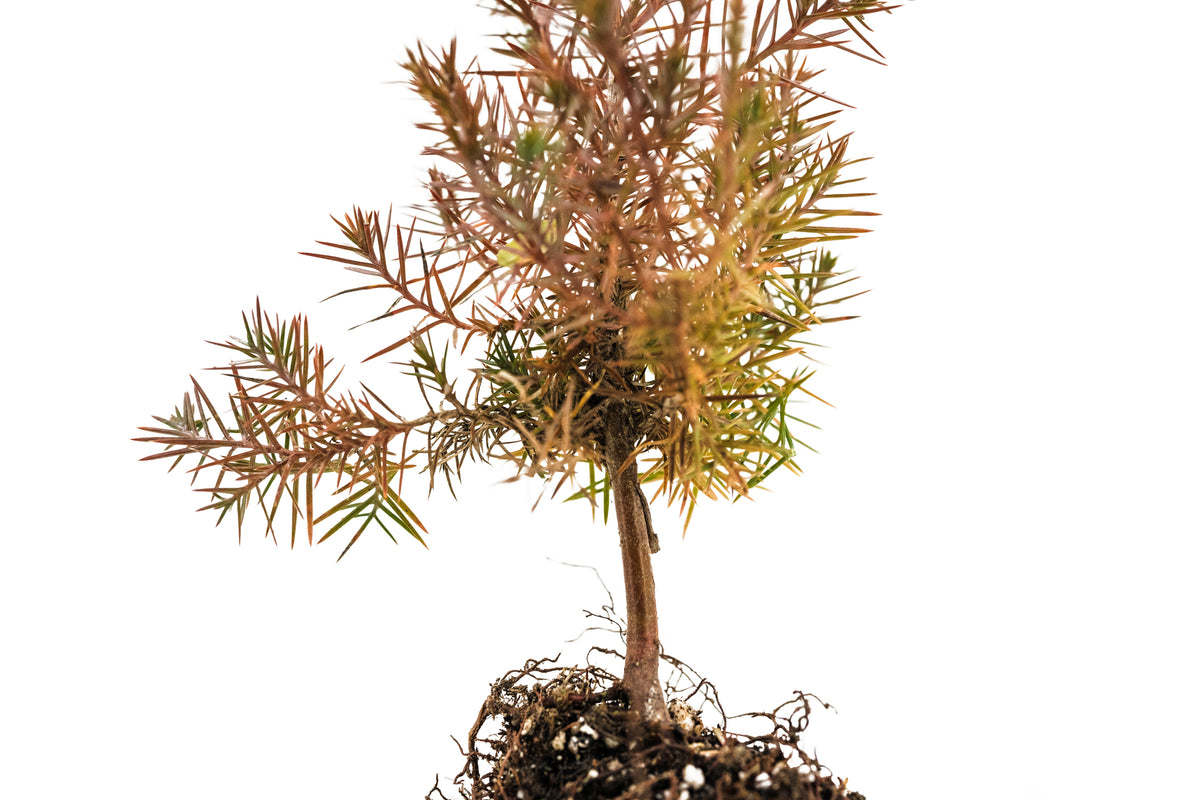 Eastern Redcedar | Medium Tree Seedling – The Jonsteen Company