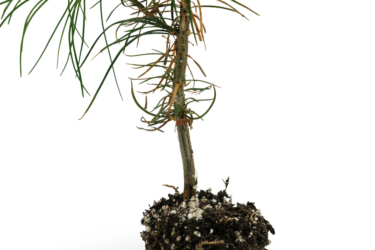 Eastern White Pine | Medium Tree Seedling – The Jonsteen Company
