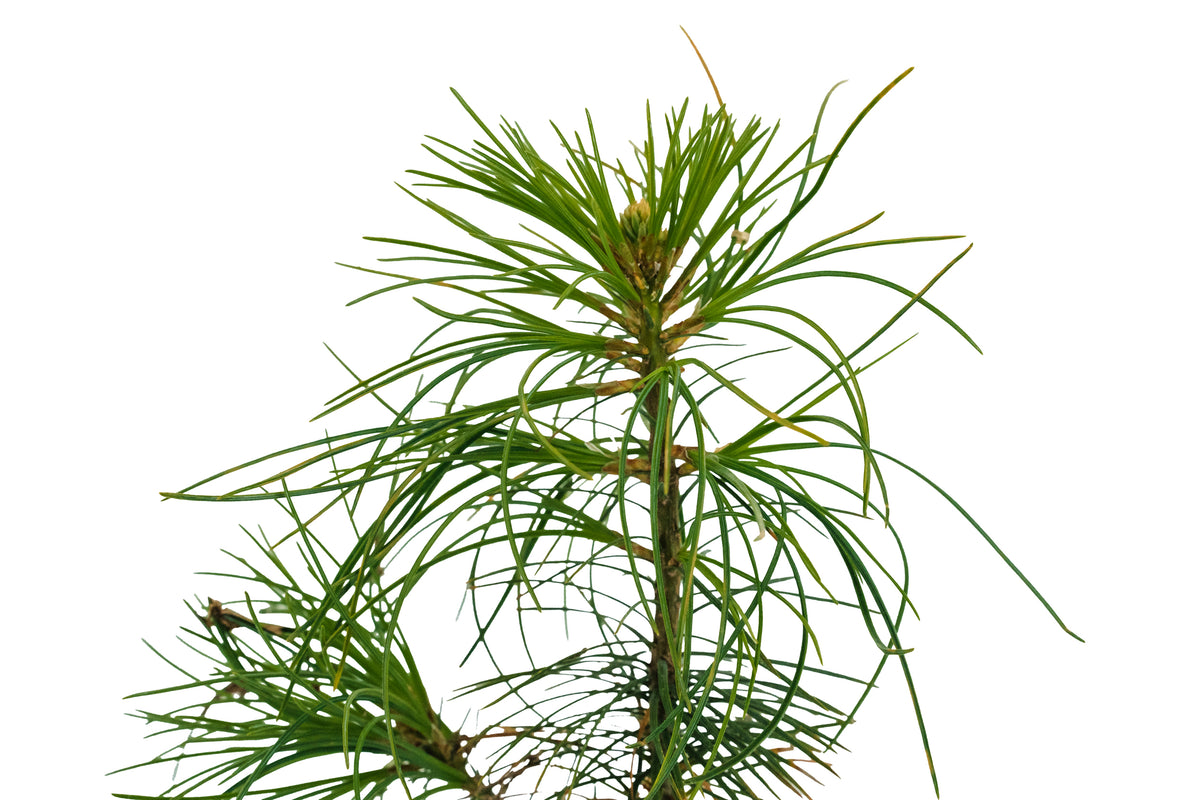 Eastern White Pine | Medium Tree Seedling – The Jonsteen Company
