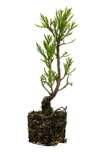 Pre-Bonsai Specials – SequoiaTrees.com