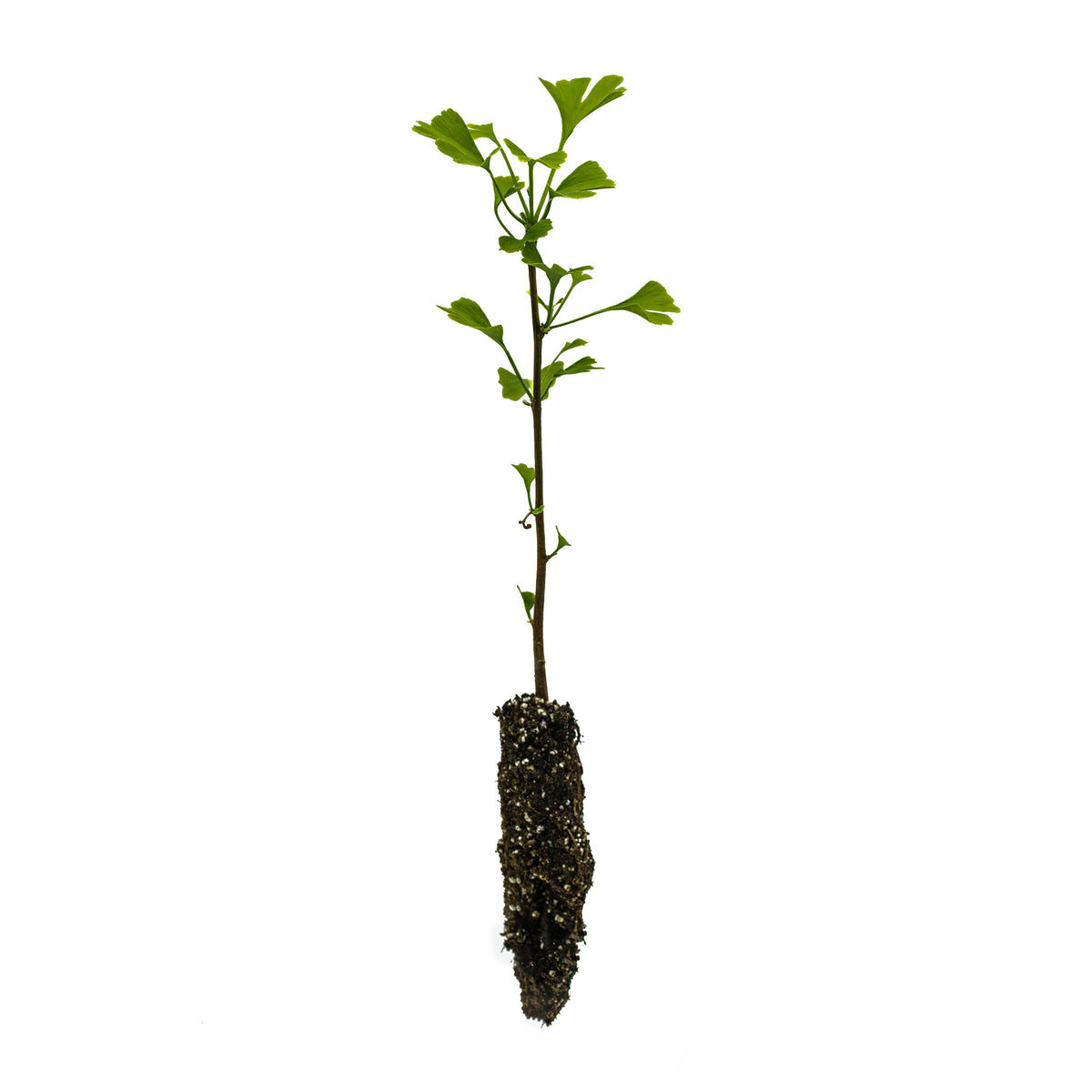 Ginkgo biloba | Small Tree Seedling – The Jonsteen Company
