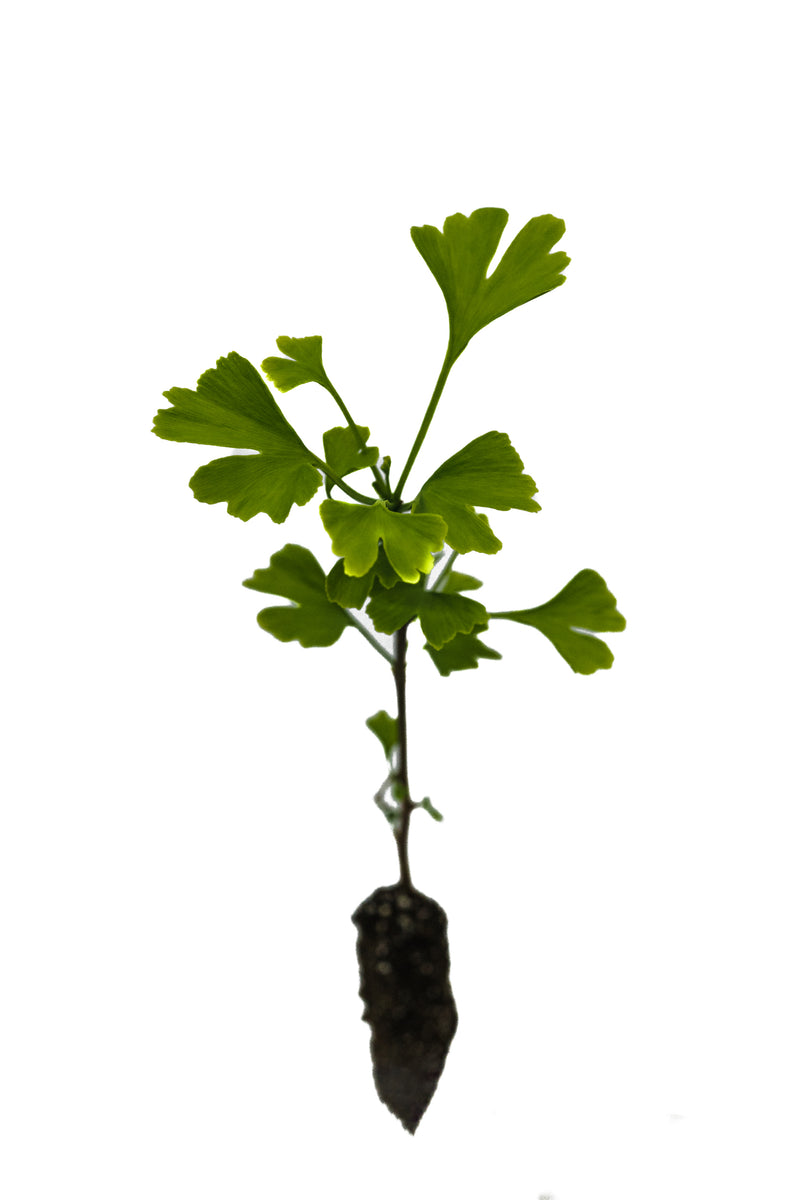 Ginkgo biloba | Small Tree Seedling – The Jonsteen Company