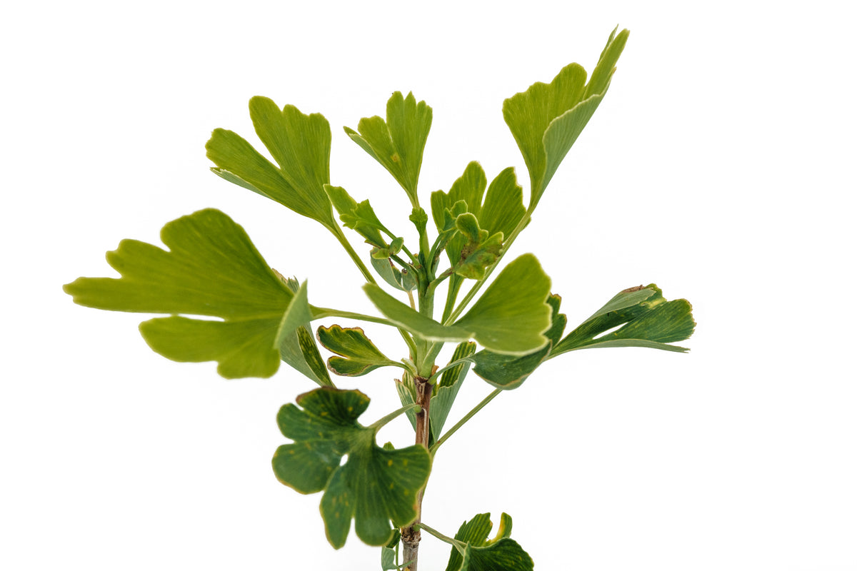 Ginkgo biloba | Medium Tree Seedling – The Jonsteen Company