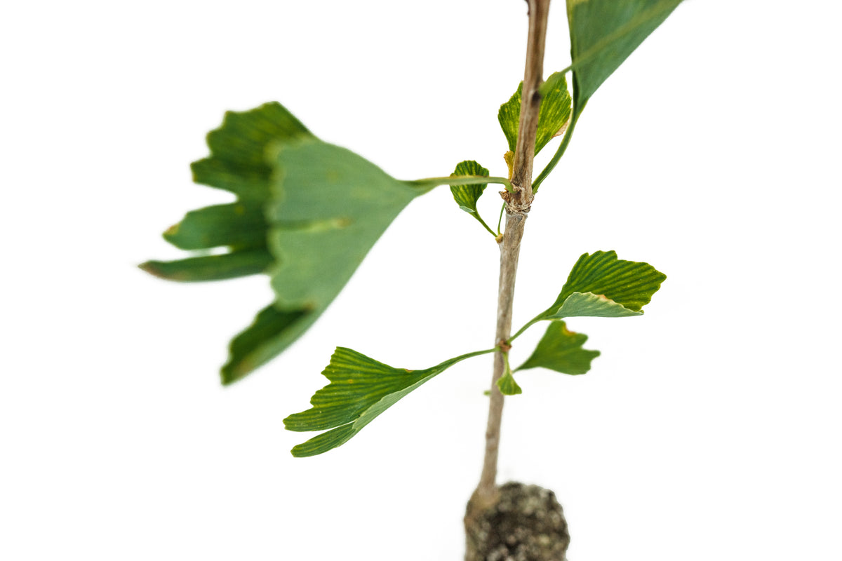Ginkgo biloba | Medium Tree Seedling – The Jonsteen Company
