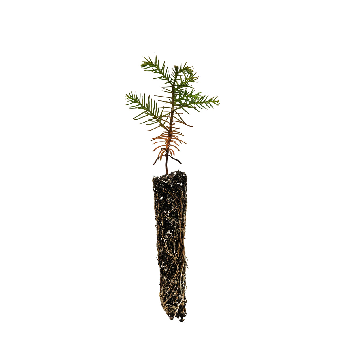 Japanese Cedar | Small Tree Seedling – The Jonsteen Company