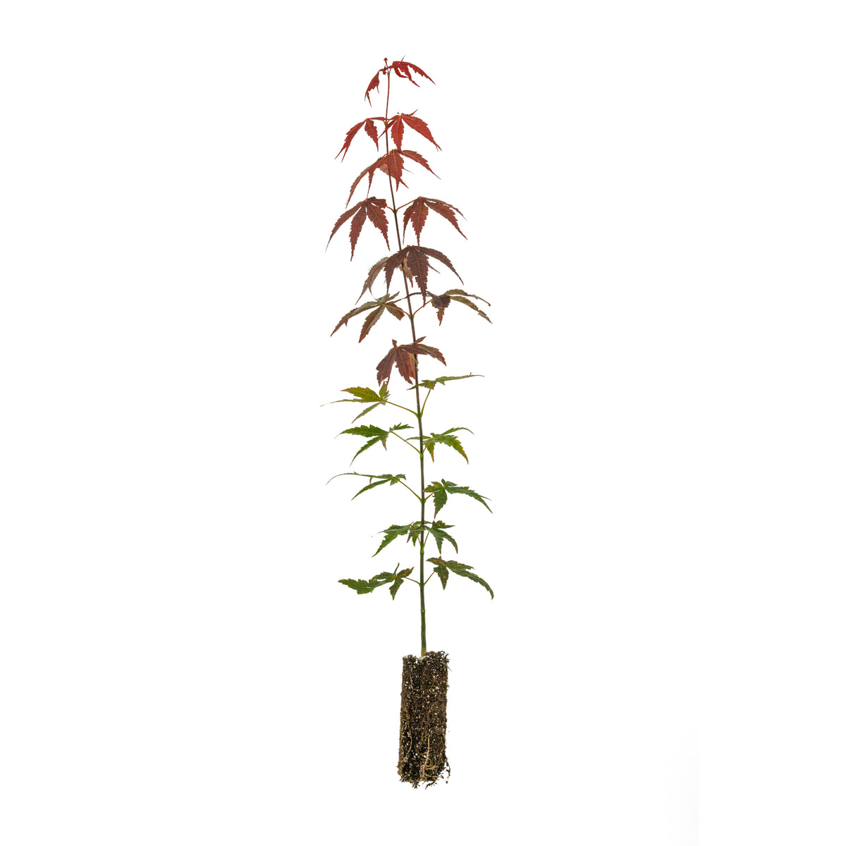 Japanese Red Maple | Medium Tree Seedling – The Jonsteen Company