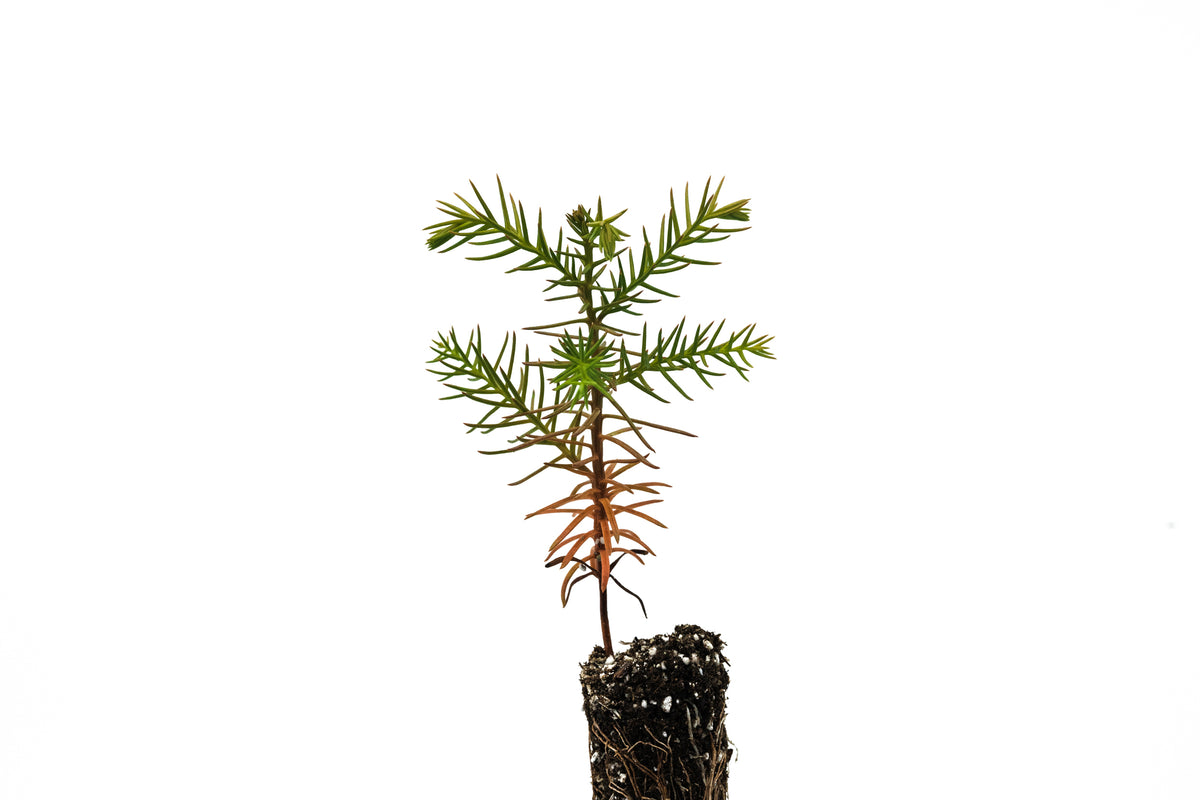 Japanese Cedar | Small Tree Seedling – The Jonsteen Company