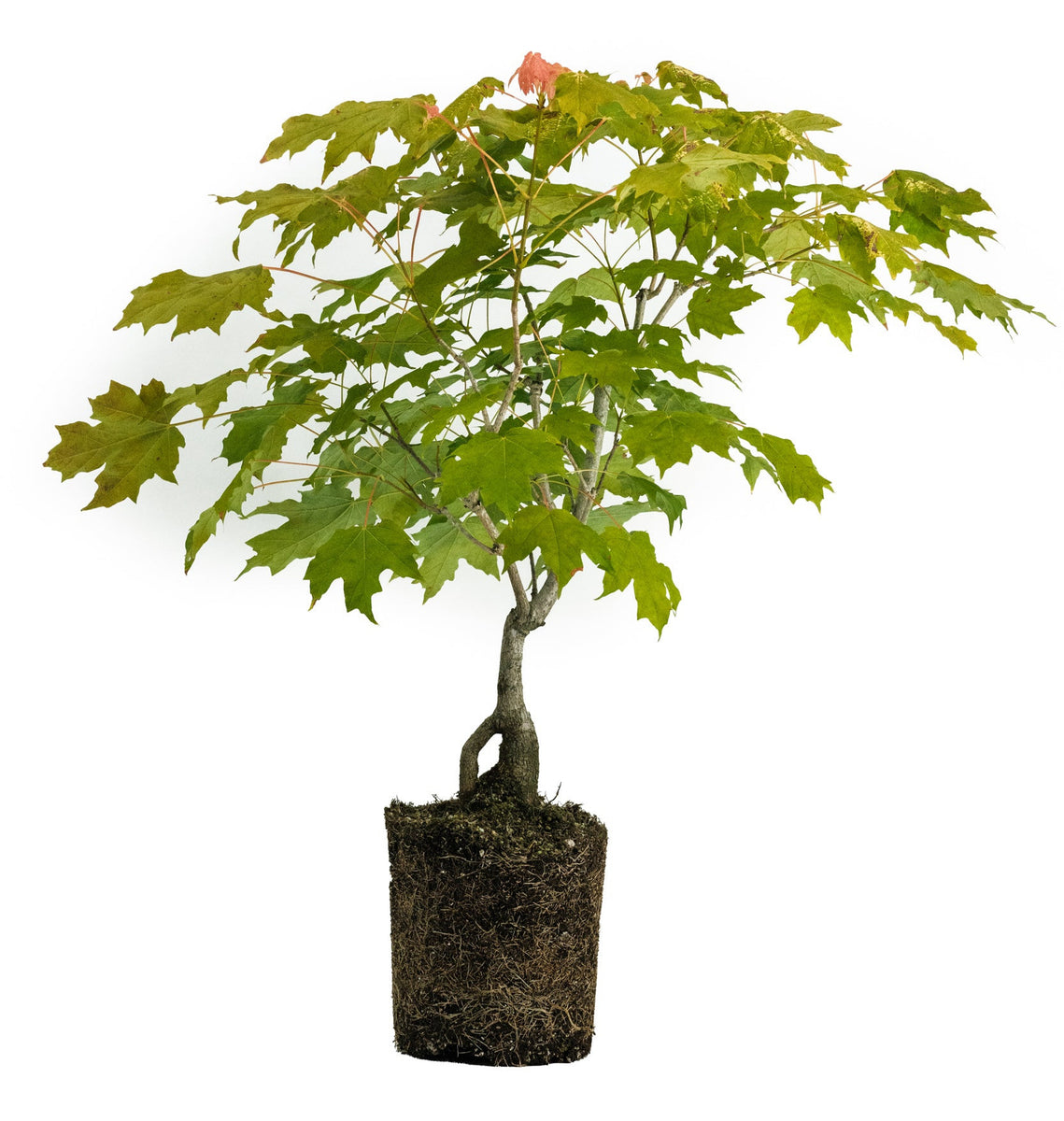 Bonsai Special | Sugar Maple (D6) – The Jonsteen Company