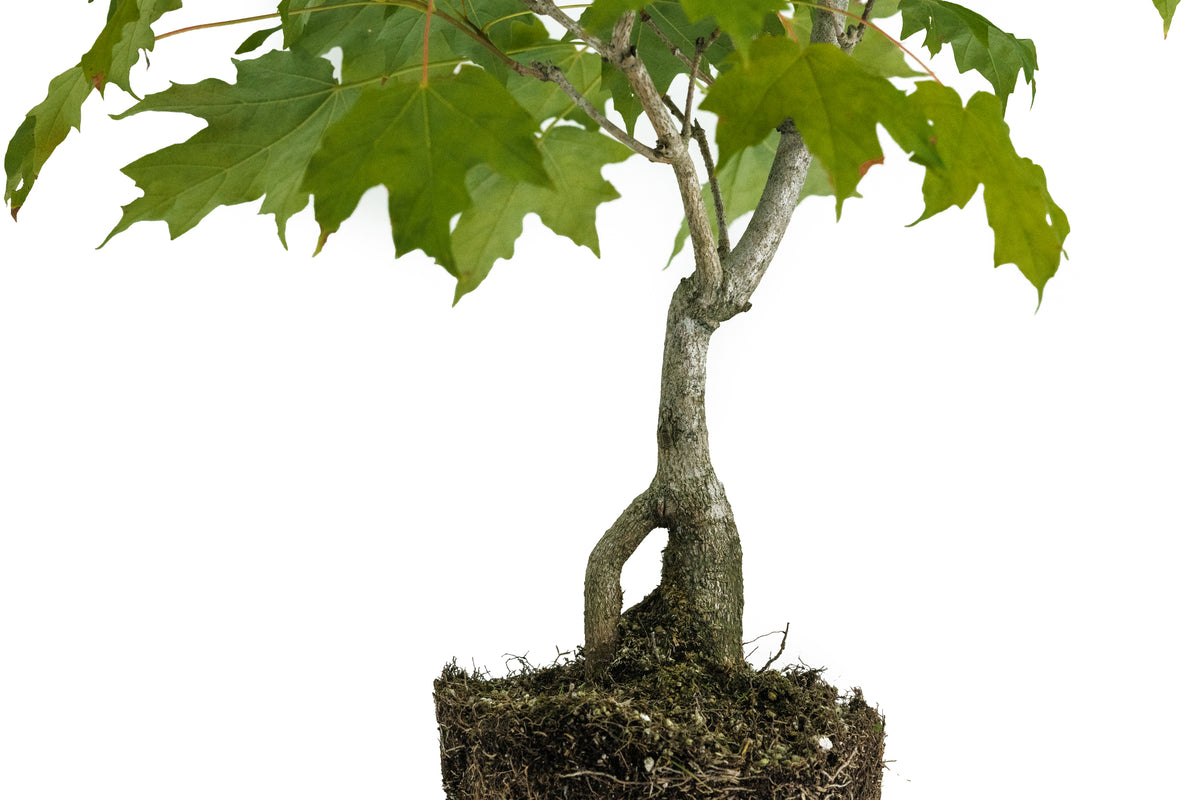 Bonsai Special | Sugar Maple (D6) – The Jonsteen Company