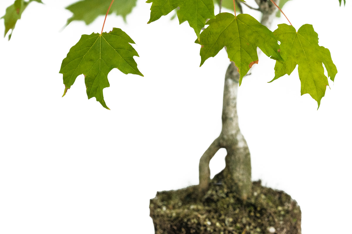 Bonsai Special | Sugar Maple (D6) – The Jonsteen Company