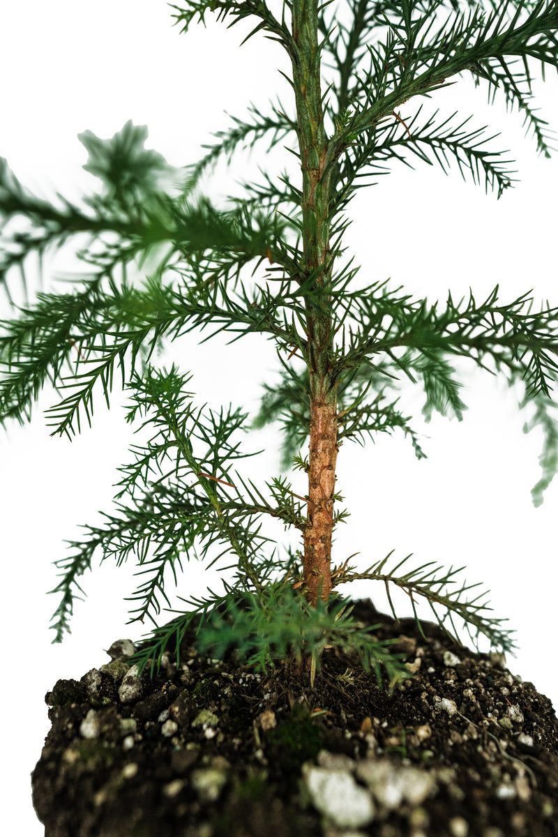Japanese Cedar | XL Tree Seedling – The Jonsteen Company