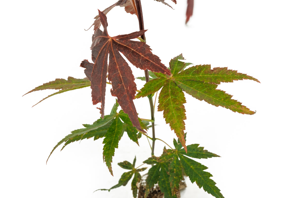 Japanese Red Maple | Medium Tree Seedling – The Jonsteen Company