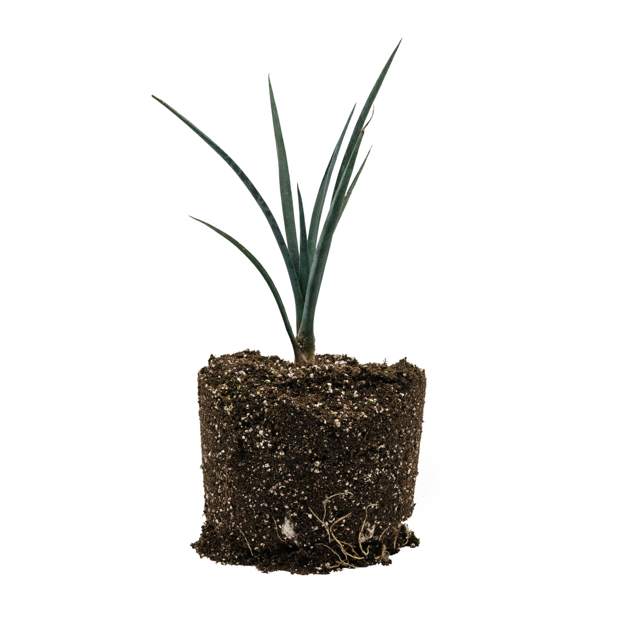 Joshua Tree | Large Tree Seedling – The Jonsteen Company