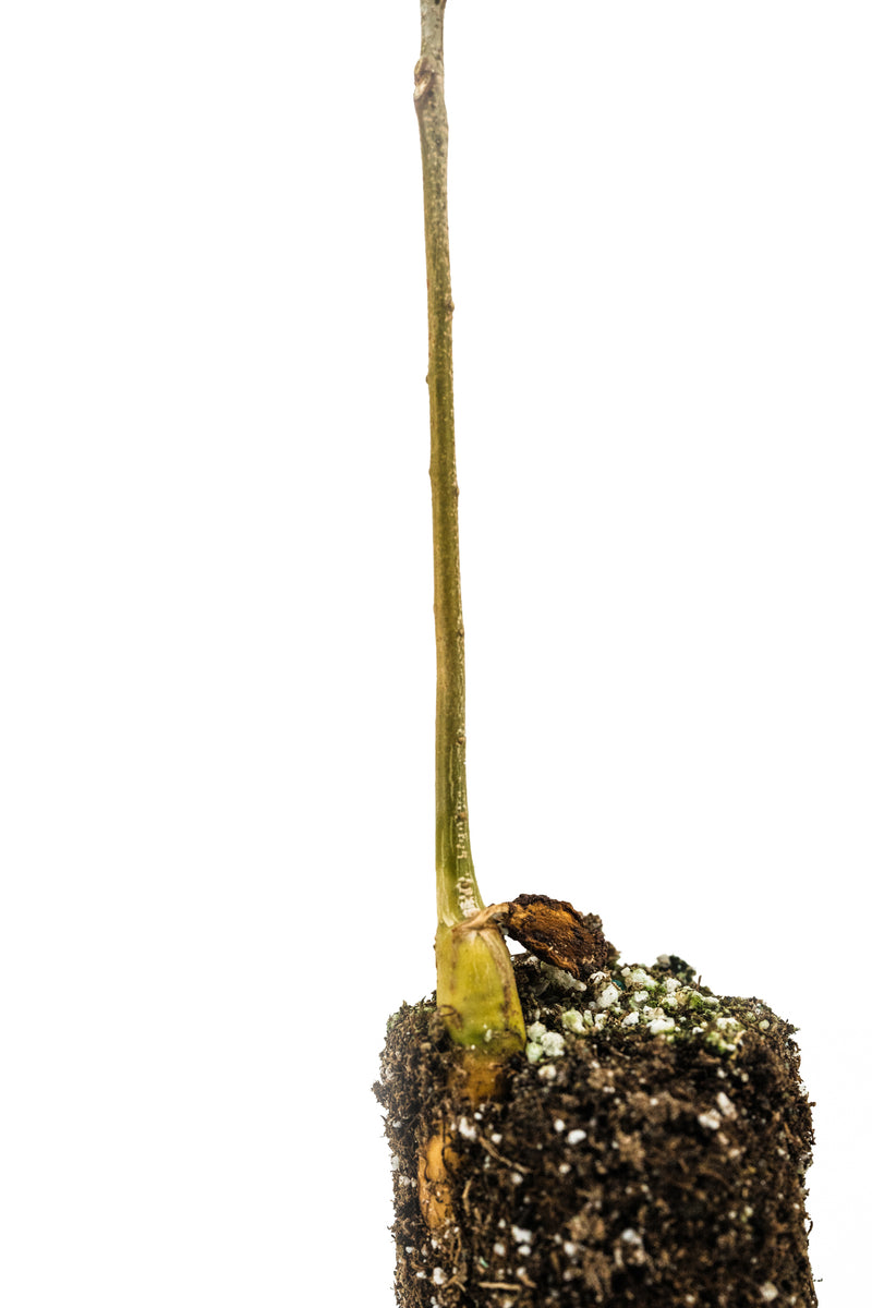 Kentucky Coffeetree | Medium Tree Seedling – The Jonsteen Company