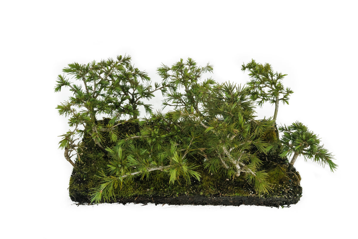 Bonsai Special | Deodar Cedar Forest (C8) – The Jonsteen Company