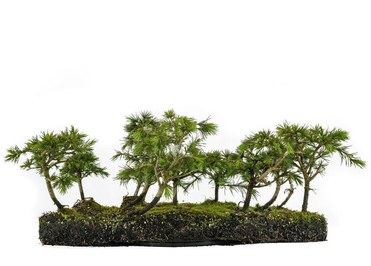 Bonsai Special | Deodar Cedar Forest (C8) – The Jonsteen Company