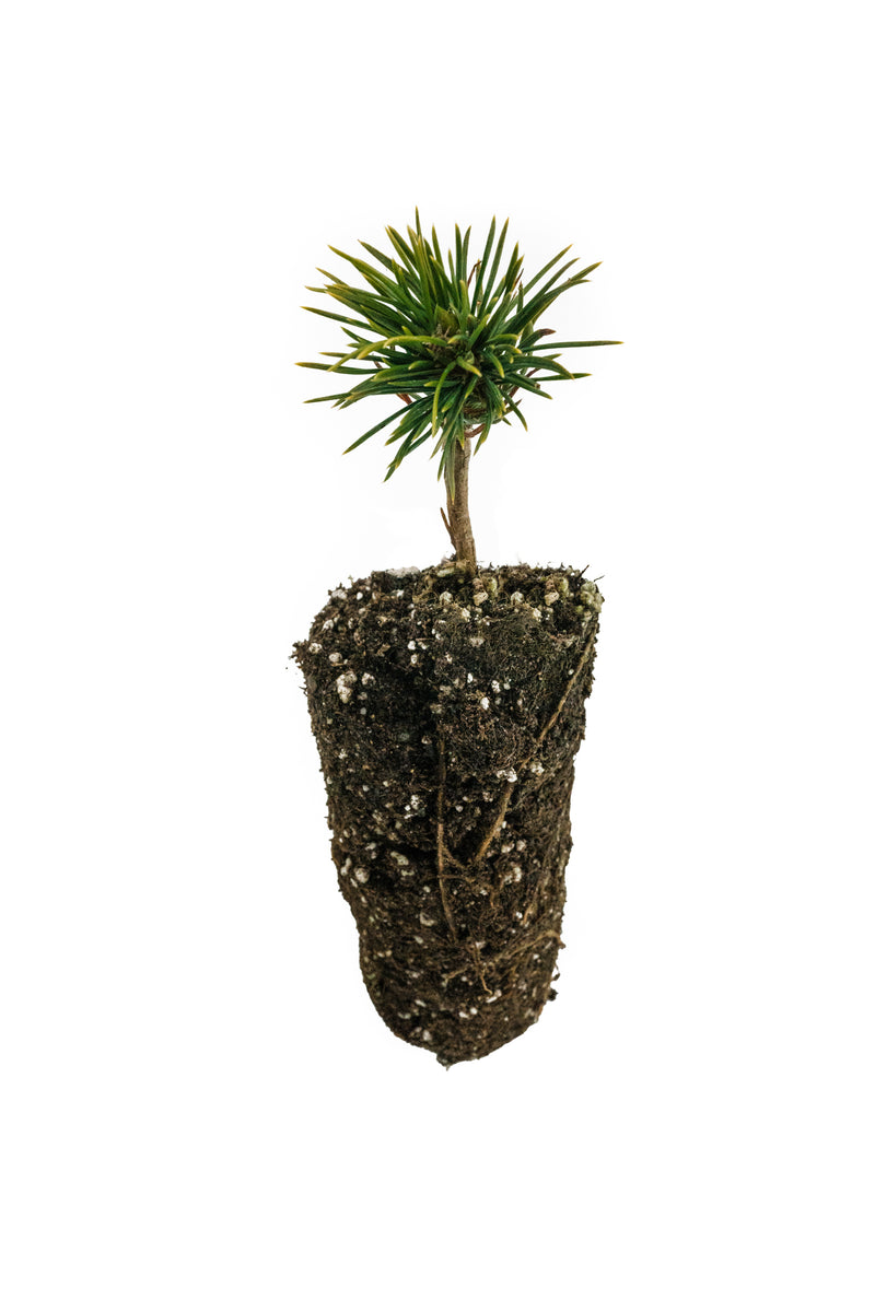 Limber Pine | Medium Tree Seedling – The Jonsteen Company