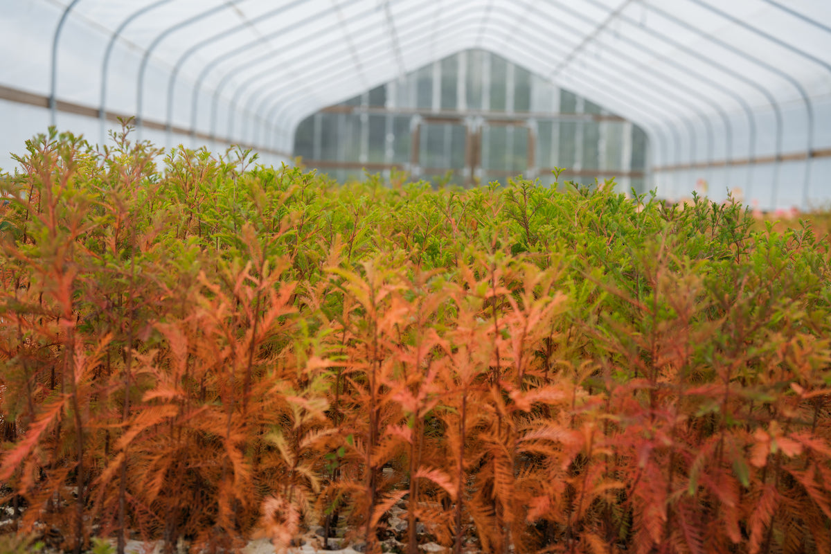 Montezuma Cypress | Lot of 30 Tree Seedlings – The Jonsteen Company