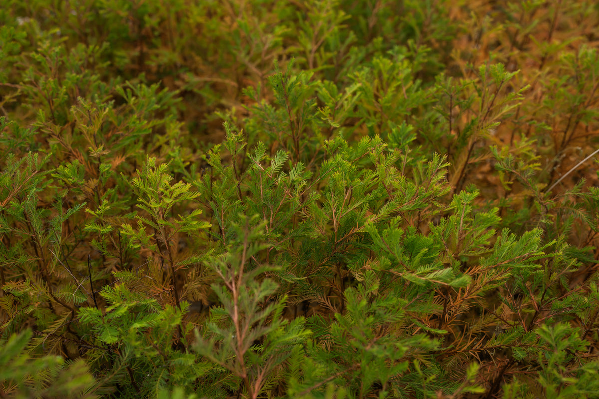 Montezuma Cypress | Lot of 30 Tree Seedlings – The Jonsteen Company