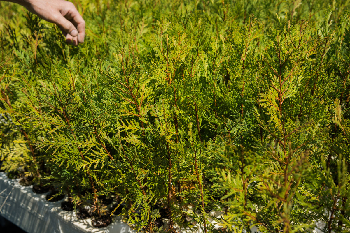 Incense Cedar | Lot of 30 Tree Seedlings – The Jonsteen Company