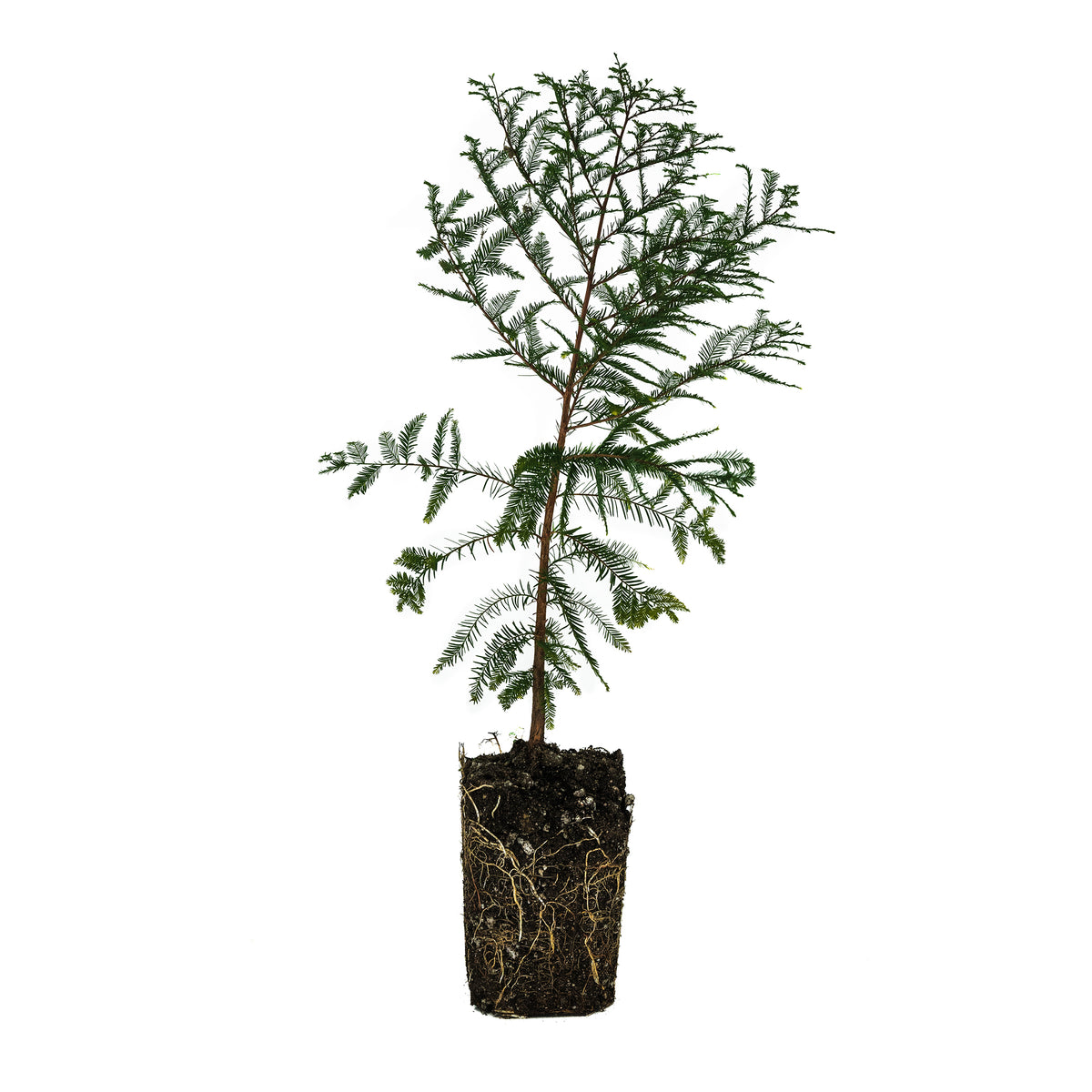 Montezuma Cypress | XL Tree Seedling – The Jonsteen Company