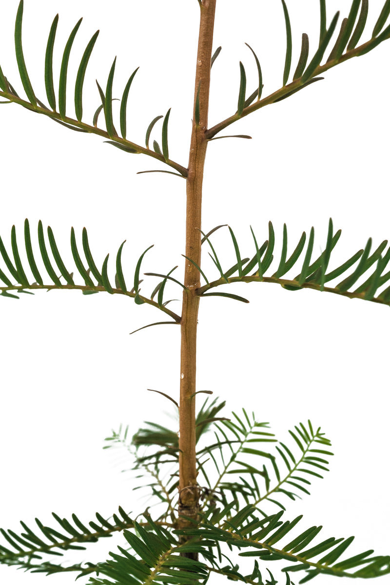 Montezuma Cypress | Medium Tree Seedling – The Jonsteen Company