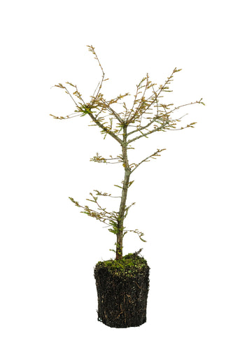 Pre-Bonsai Specials – SequoiaTrees.com