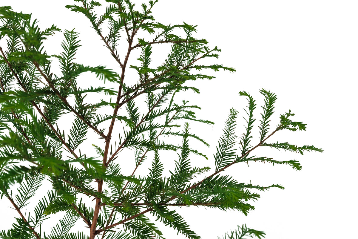 Montezuma Cypress | XL Tree Seedling – The Jonsteen Company