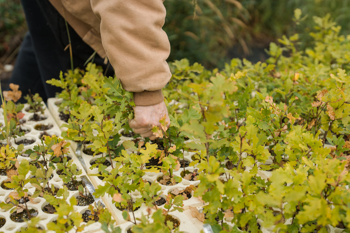 Valley Oak | Lot of 30 Tree Seedlings – The Jonsteen Company