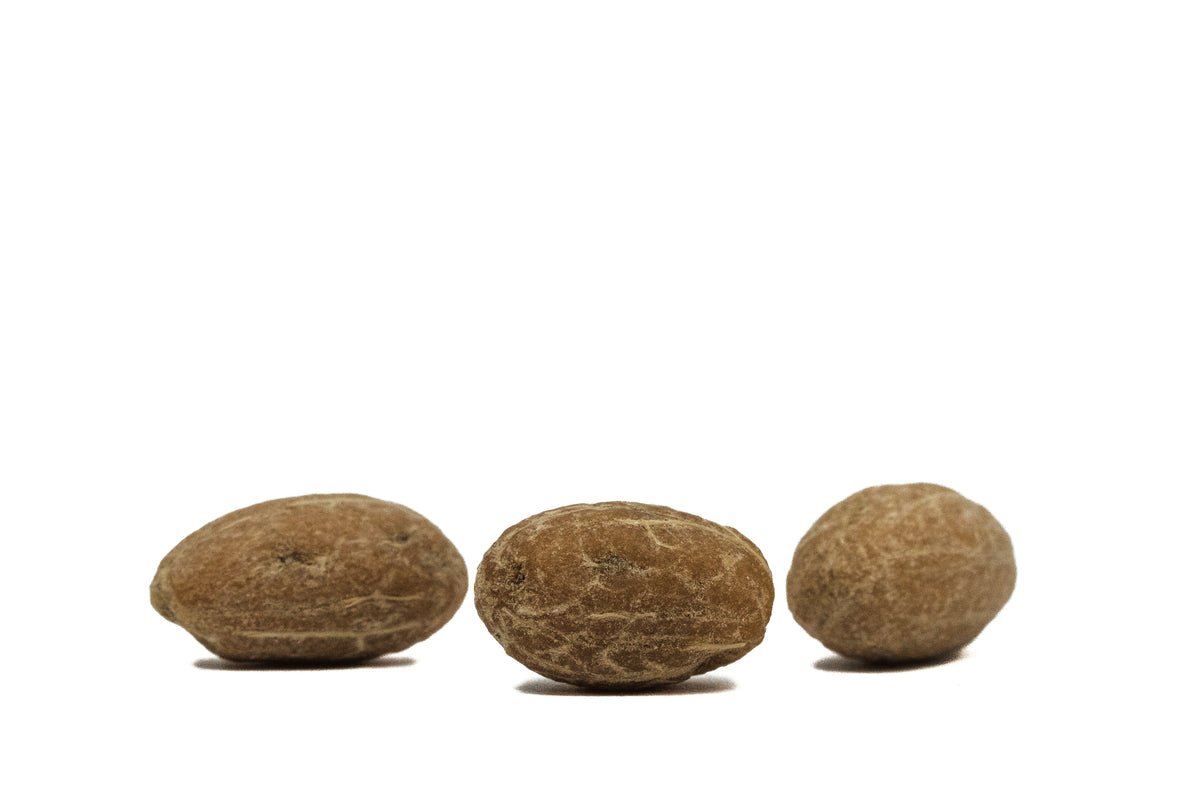 Olive Tree | Mini-Grow Kit – The Jonsteen Company