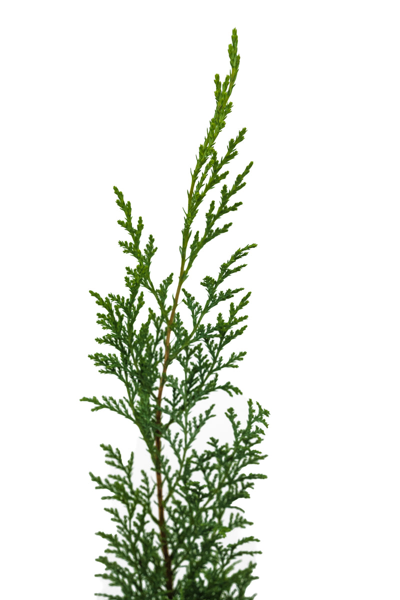 Port Orford Cedar | Small Tree Seedling – The Jonsteen Company