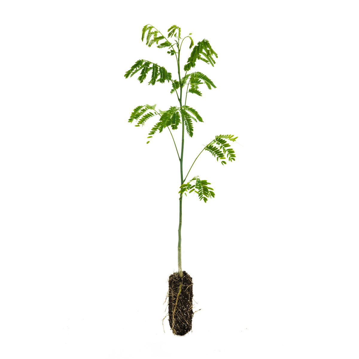 Rain Tree | Medium Tree Seedling – The Jonsteen Company