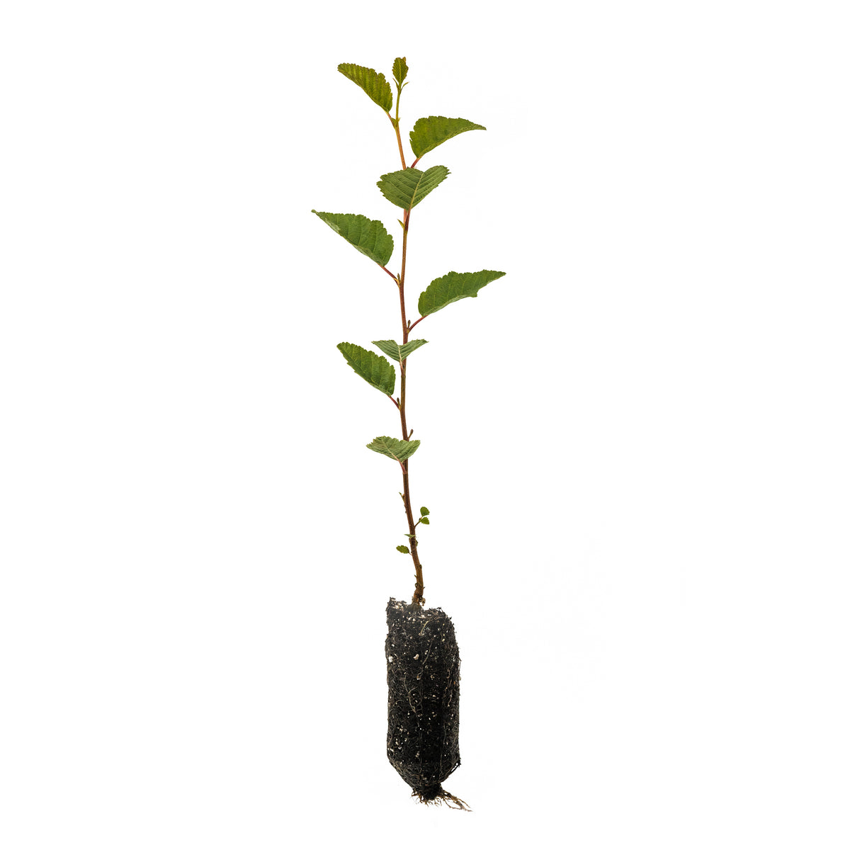 Red Alder | Medium Tree Seedling – The Jonsteen Company