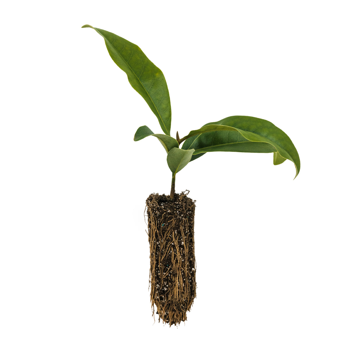 Southern Magnolia | Medium Tree Seedling – The Jonsteen Company