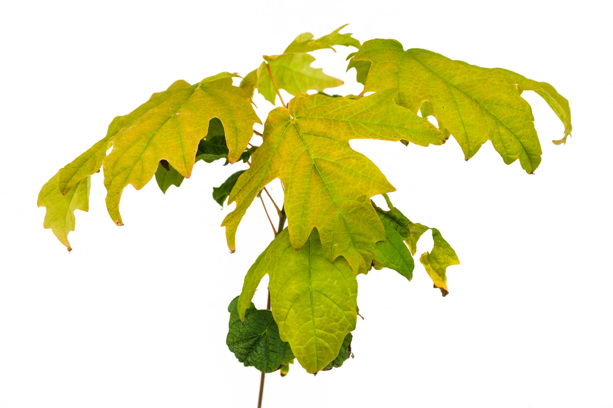 Sugar Maple | Medium Tree Seedling – The Jonsteen Company