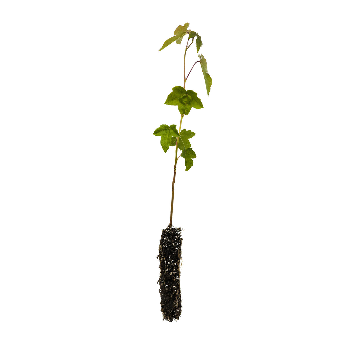 American Sweetgum | Small Tree Seedling – The Jonsteen Company
