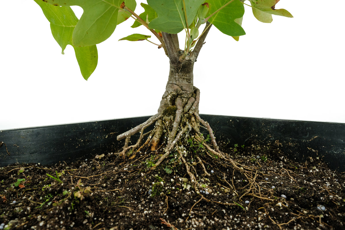 Bonsai Special | Tulip Poplar (B6) – The Jonsteen Company