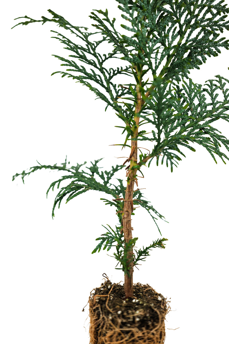 Western Redcedar | Medium Tree Seedling – The Jonsteen Company