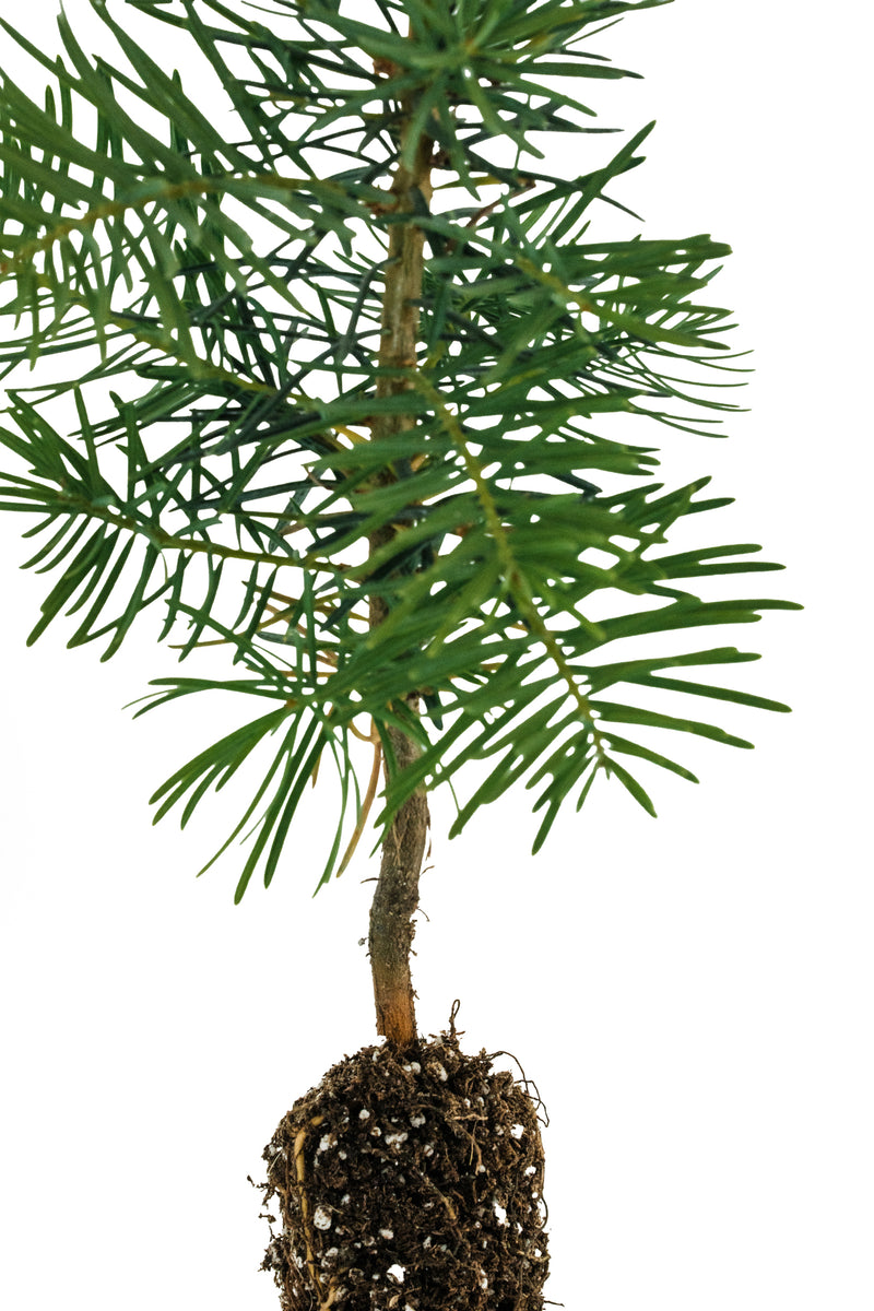 White Fir | Small Tree Seedling – The Jonsteen Company
